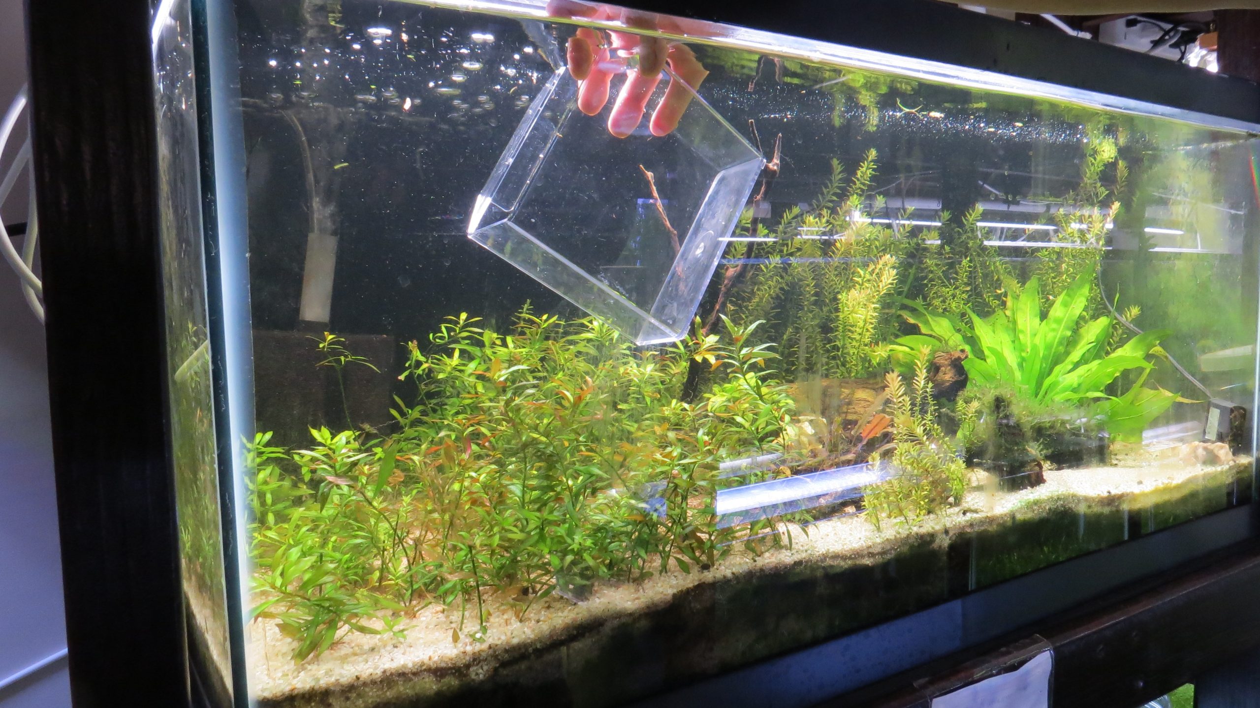 Making Infusoria Culture for the Small Frys - Serene Aquatics