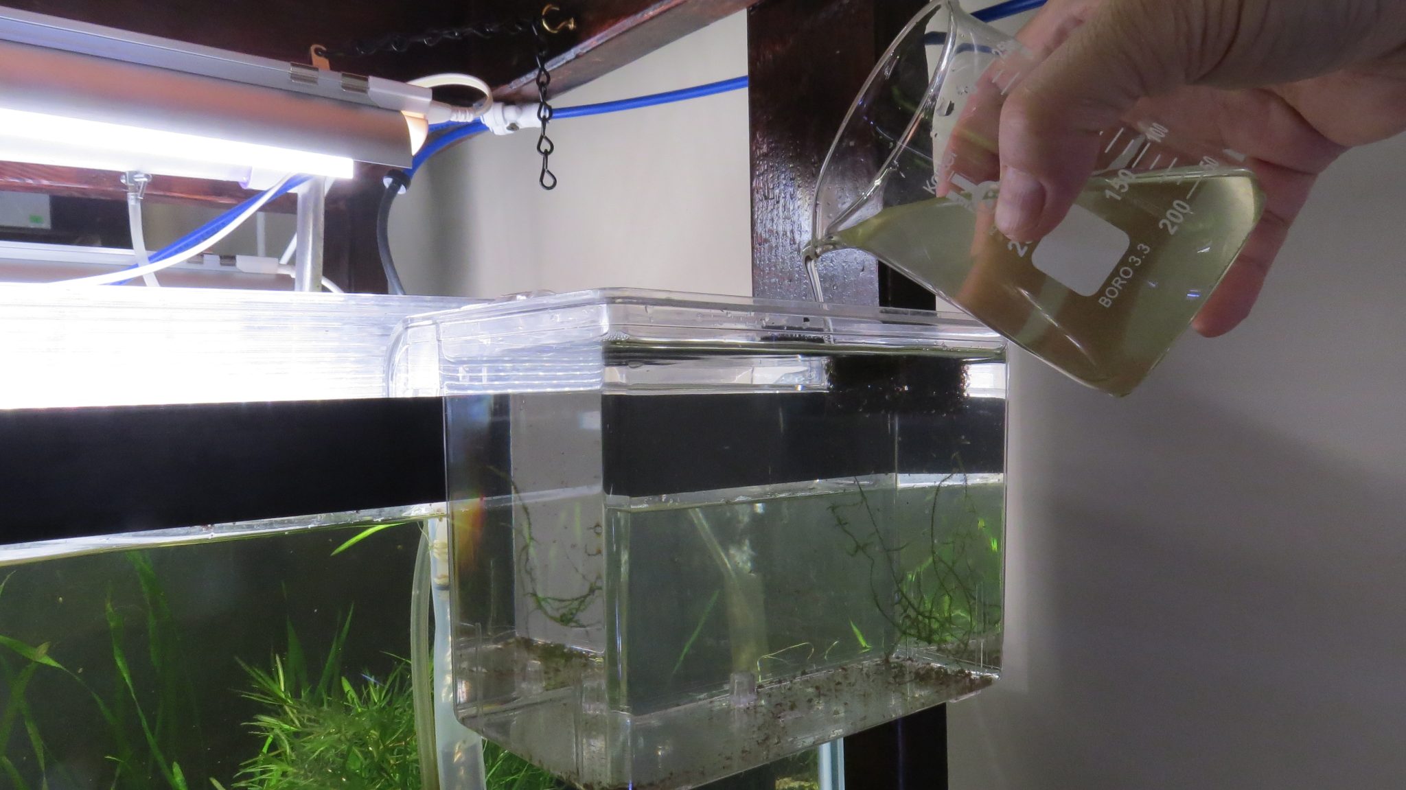 Making Infusoria Culture for the Small Frys - Serene Aquatics